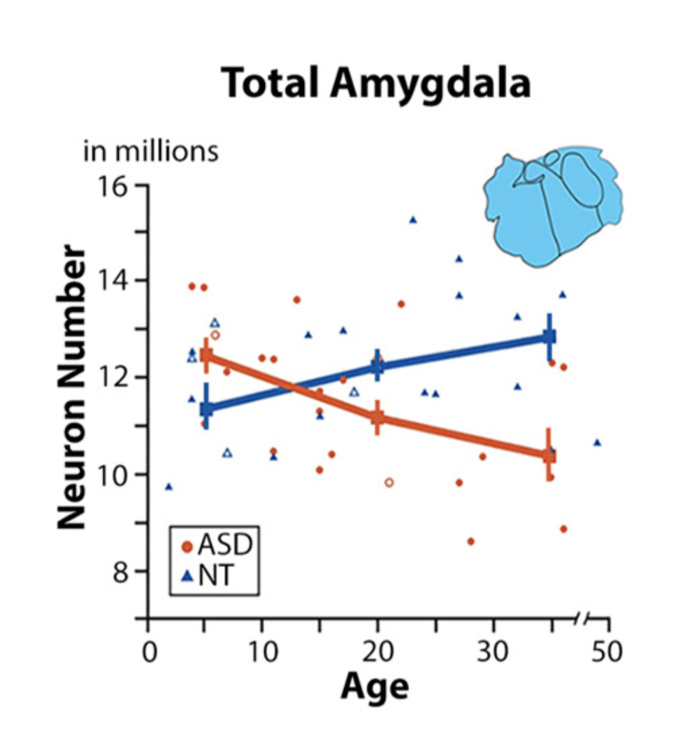 The amygdala shows microscopic changes in ASD - Autism BrainNet