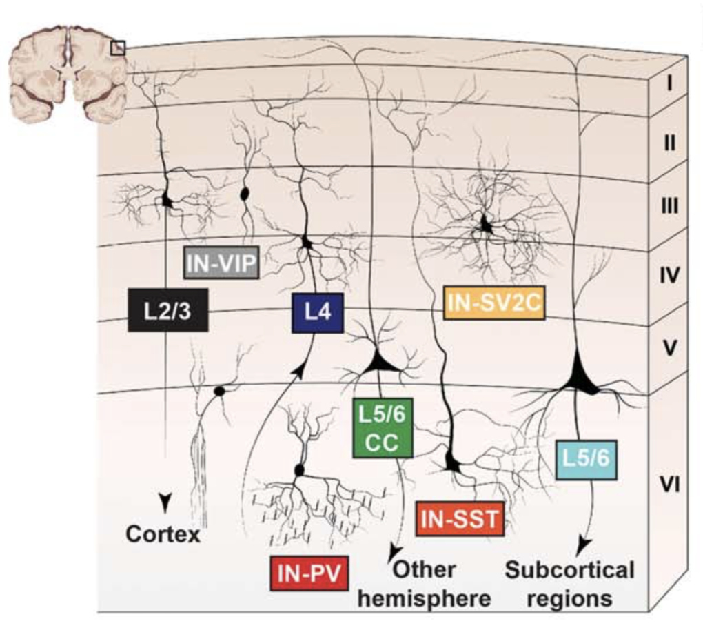 Single-cell study identifies brain cell types linked to autism Single-cell study identifies brain cell types linked to autism