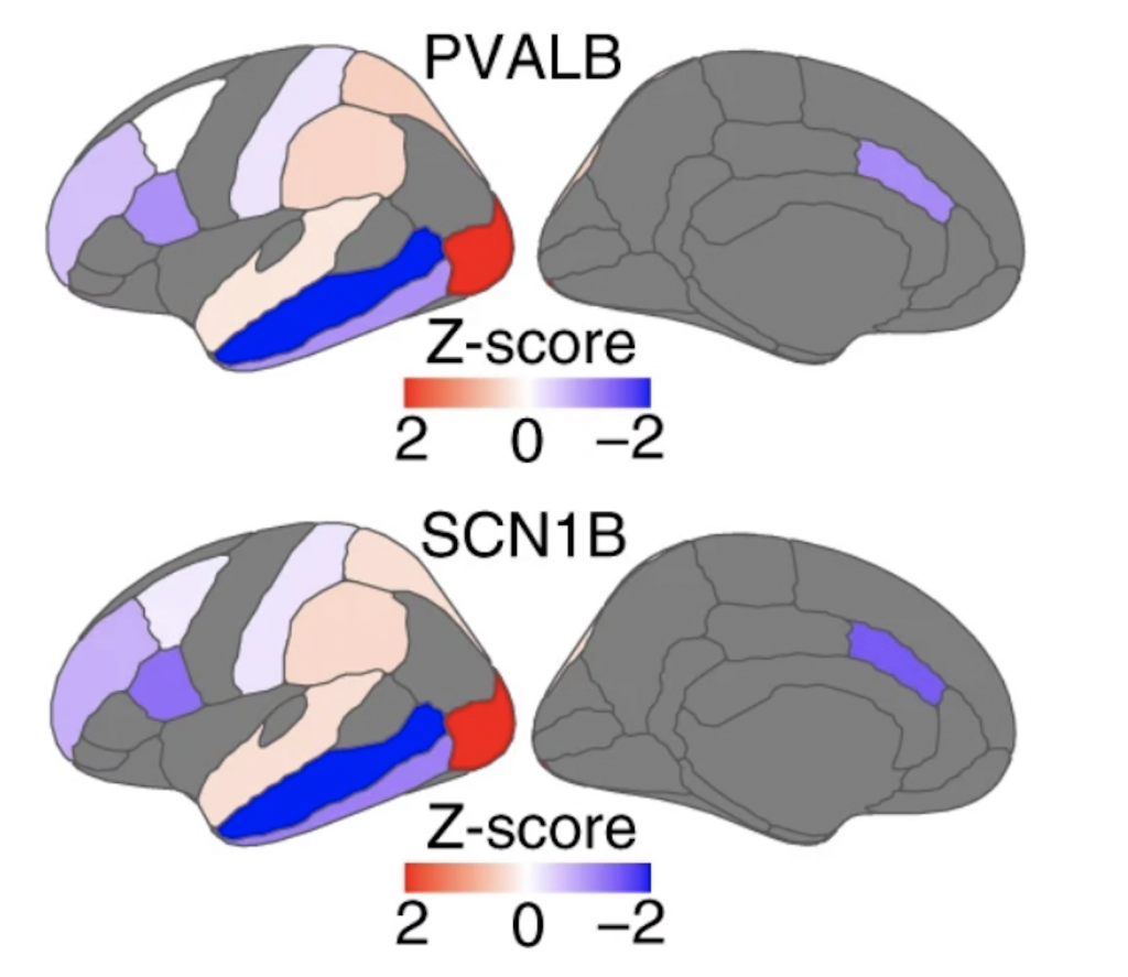 Gene expression patterns that underlie functional brain activity in ...